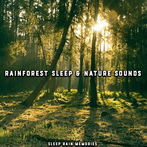 Stream Birds And Cicadas In The Jugle Or Rainforest By Sleep Rain