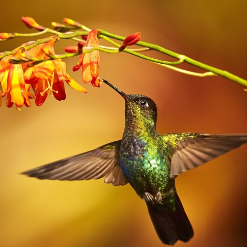 Stream Colibri Dorado 2020 by Ayahuasca Medicina Arcturus | Listen ...