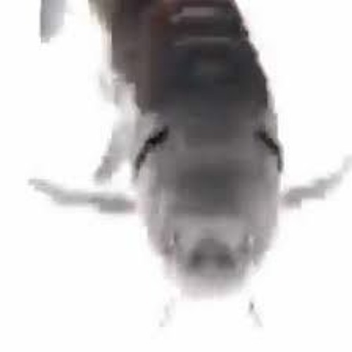 Stream danny | Listen to I am just a fish :' playlist online for free ...