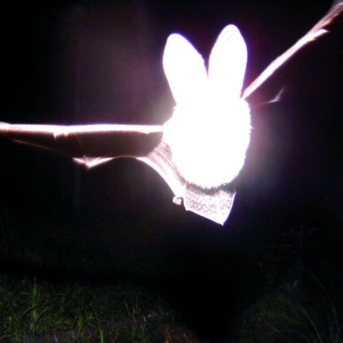 Stream ANGEL ft. sodistilled by 93FEETOFSMOKE | Listen online for free ...