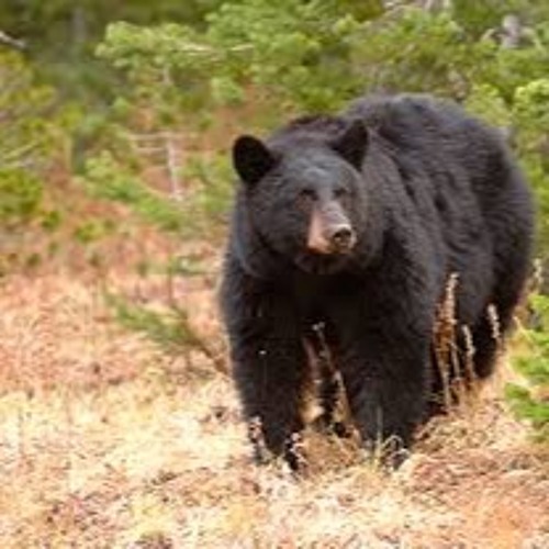 Stream The Bear-Truth About Peace by Pastor Andy Pursley | Listen ...