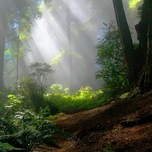 Stream Rhythmic Forest by Surrect Entertainment | Listen online for ...