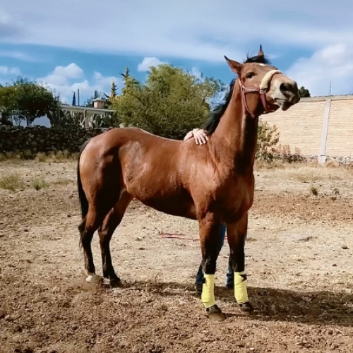 Stream ROGELIO GARNICA MIX by German Olvera | Listen online for free on ...