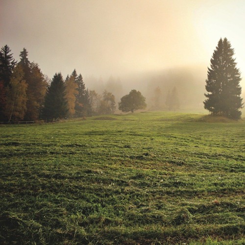 Stream 12 Wind Blowing In The Forest By Natural Sound Tracks Listen Online For Free On