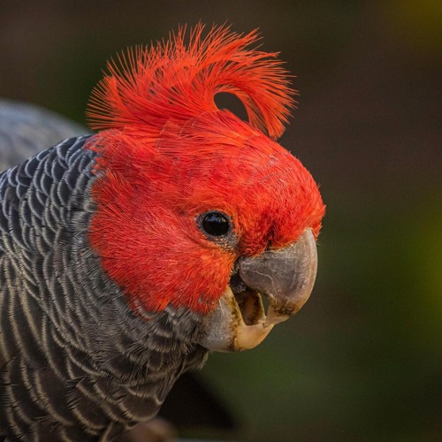 Stream Flock of Giants by Berserk Resort | Listen online for free on ...