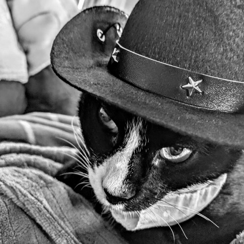 Stream Cesare Rides Again by WombatNoisesAudio | Listen online for free ...