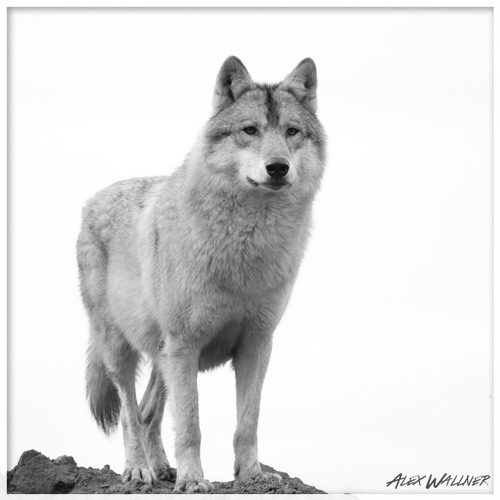 Stream Alex Wallner - Wolves by Alex Wallner | Listen online for free ...