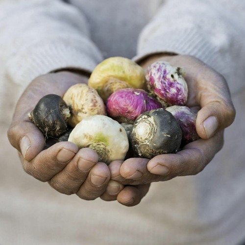 Stream episode Maca Root For Men by The Maca Team podcast | Listen ...