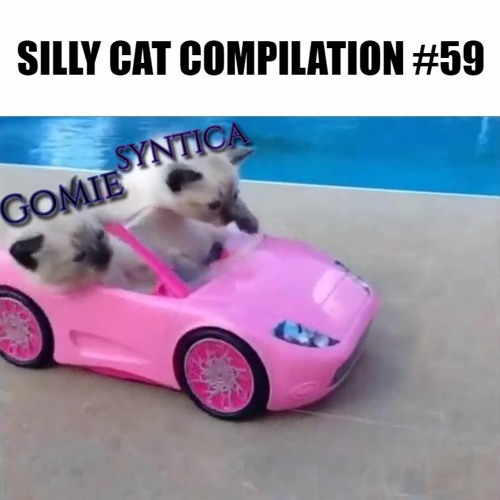 Stream SILLY CAT COMPILATION #59 FT. SYNTICA by GOMIE | Listen online ...