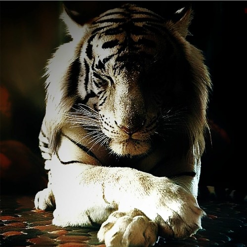 Stream White Tiger (feat. Izzy Bizzu) by Beat Sheriff | Listen online ...