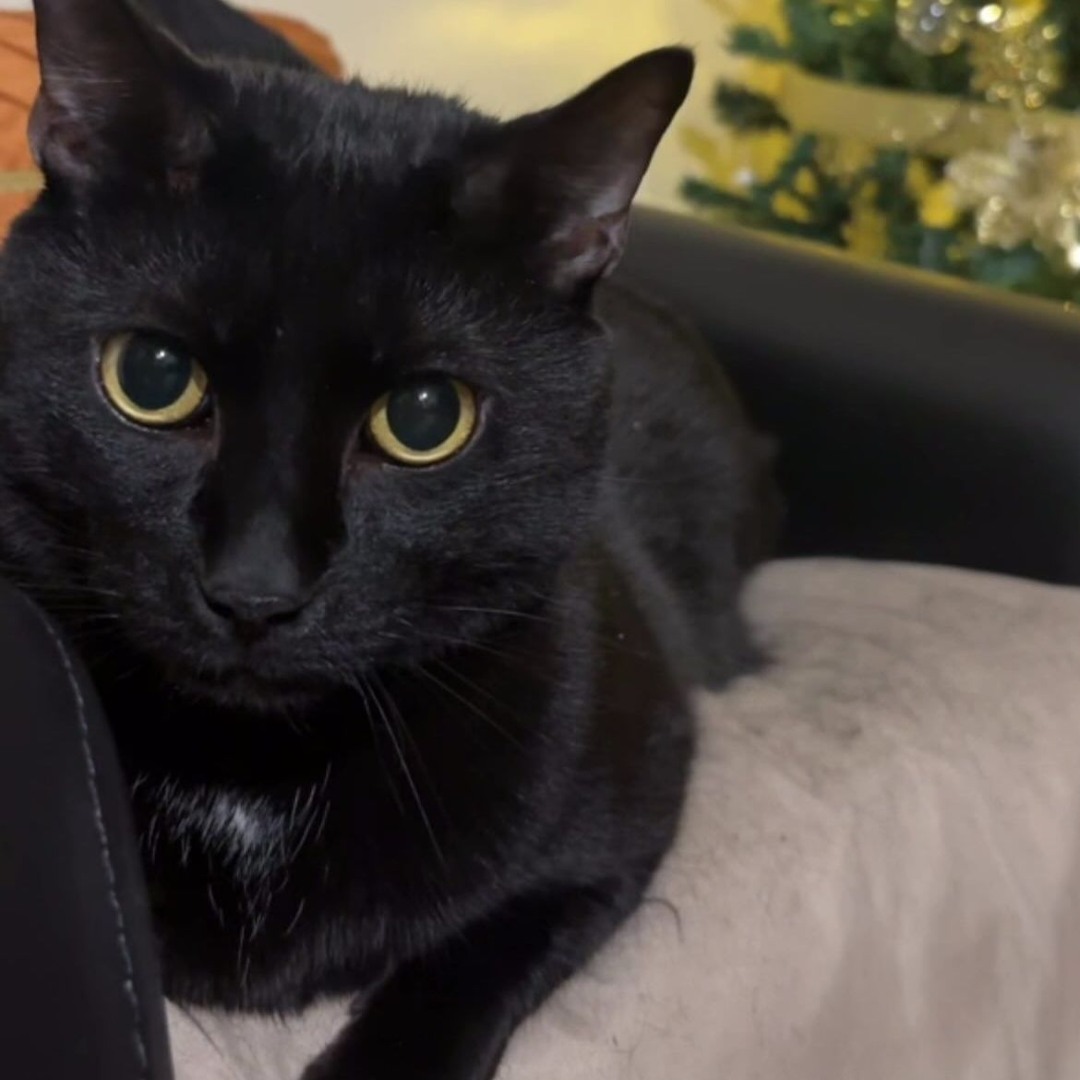 Stream wing it (prod. ss3bby bbuggin) by ksuuvi | Listen online for ...