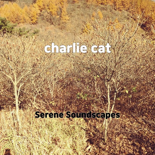 Stream charlie cat by Serene Soundscapes | Listen online for free on ...