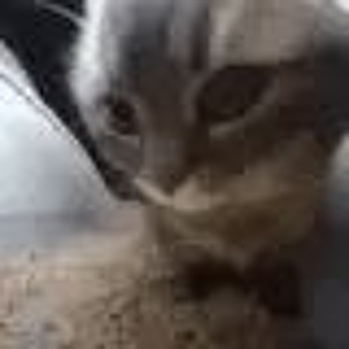 Stream UNDERTALE_SANS! | Listen to CHIPI CHIPI CAPA CHAPA CAT ALBUM ...