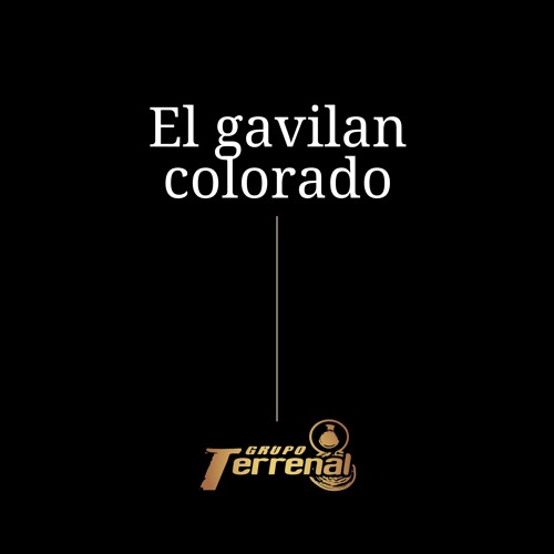 Stream El gavilan colorado by Grupo Terrenal | Listen online for free ...