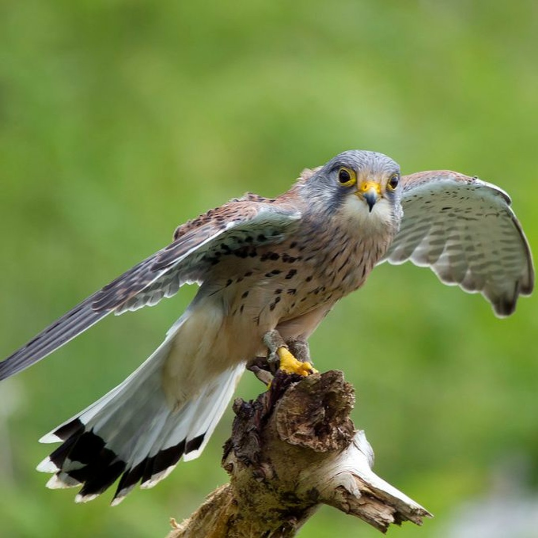 Stream The Windhover by Gerard Manley Hopkins by Anton Jarvis | Listen ...