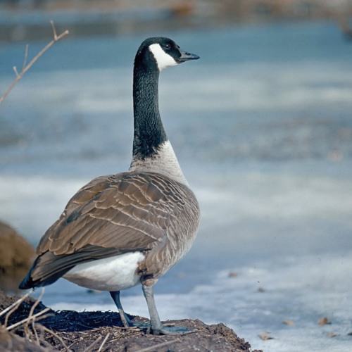 Stream Canadian Geese Rap by Banana Bug | Listen online for free on ...