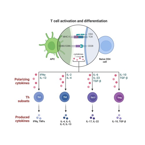 Stream Episode Cd4 T Cells Unveiling The Role Of Helper And Regulatory T Cells By Assay Genie