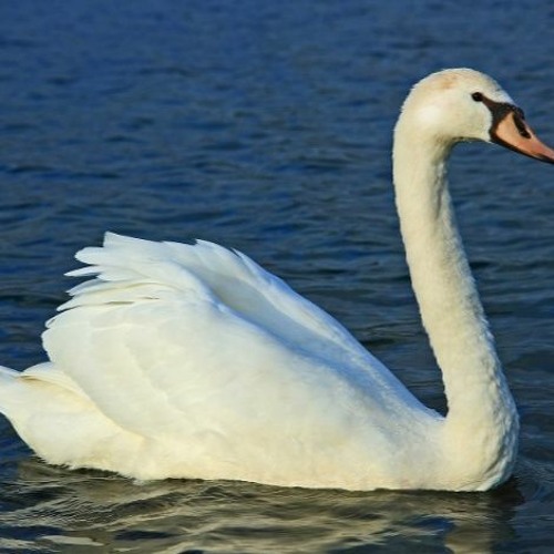 Stream The Swan Classical Music Era by Princess Sugar Cane | Listen ...