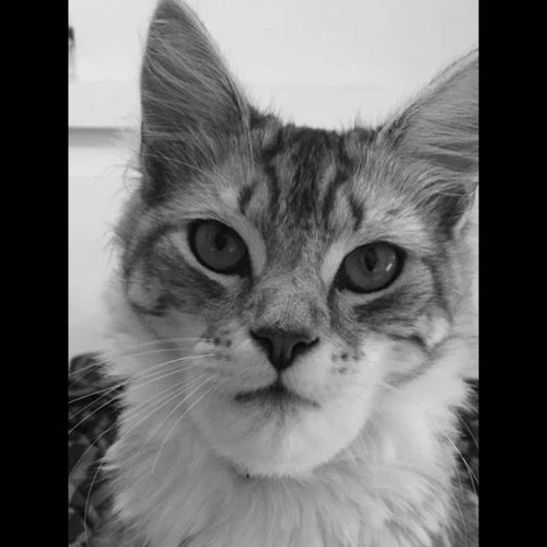 Stream Gigachad Cat by nheve | Listen online for free on SoundCloud