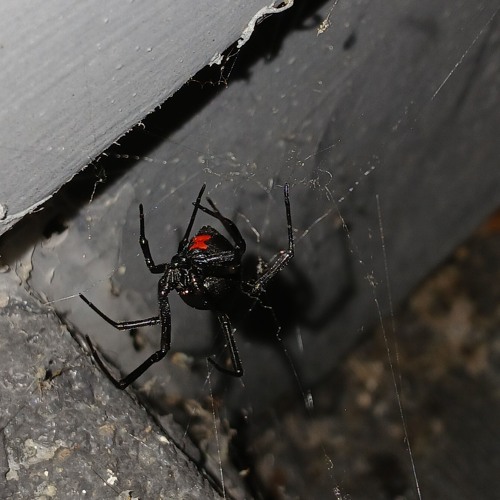 Stream Hunting1997 | Listen to Welles music playlist online for free on ...