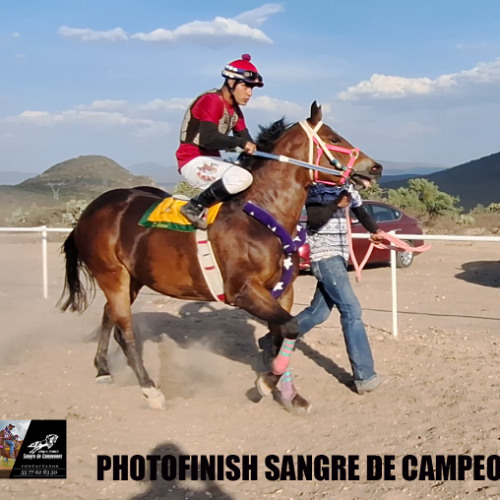 Stream corridos de caballos from German Olvera | Listen online for free ...