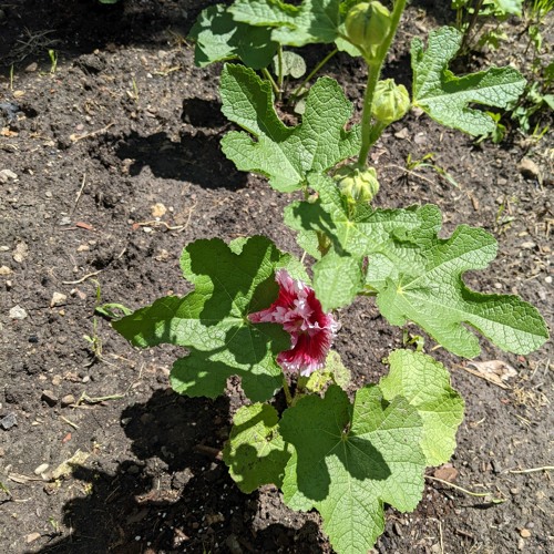 Stream Everything (1).m4a by Christian Galles | Listen online for free ...