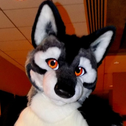 Stream episode Furry Media Studies - Further Confusion 2024 by Brandy J ...