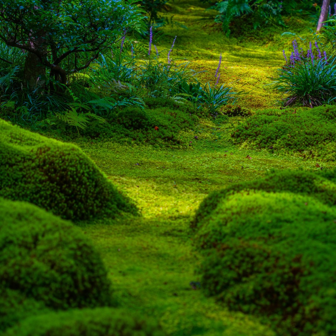 Stream Gate Of Moss by The FURICO Music Team - Auditoy Art | Listen ...