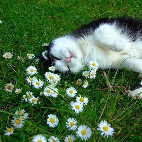 Stream postman pat and his black and white cat (cover by @gnocchi500 on ...