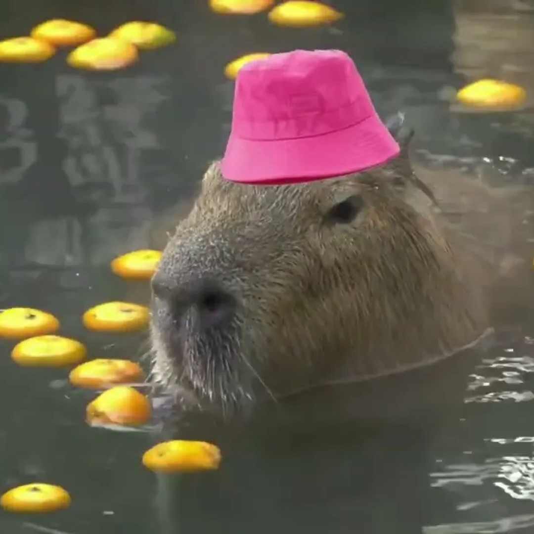 Stream Capybara Song [ 1 Hour ] by seb | Listen online for free on ...