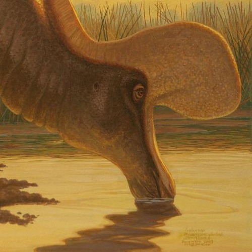 Asilisaurus