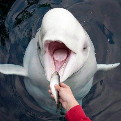 Stream episode Phraser - Total Eclipse Of The Bombaclart by Beluga ...