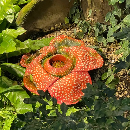 Stream nuuro - the reddest ruby (eucalyptus remix) by eucalyptus ...