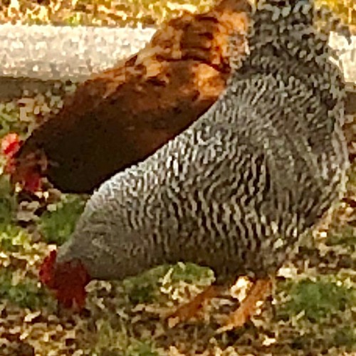 Stream Sockmonkey by Ray Wingfield | Listen online for free on SoundCloud