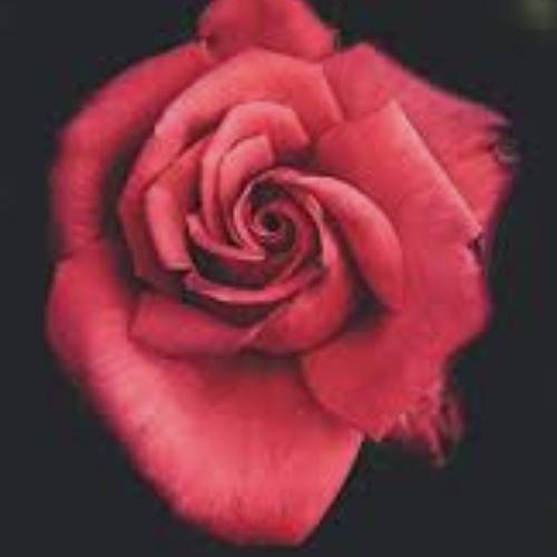 Stream Mori Chipi | Listen to Mario Chipi "El Silvestre" Songs playlist ...