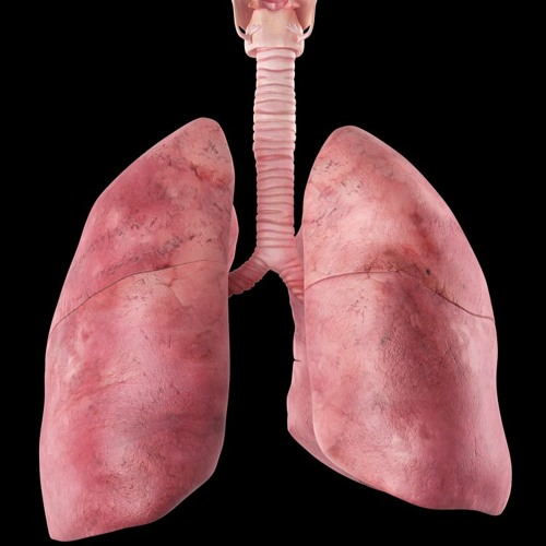 Real Respiratory System