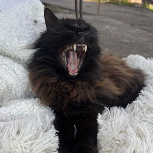 Stream flexed trizzle cut by TRIZZLE | Listen online for free on SoundCloud