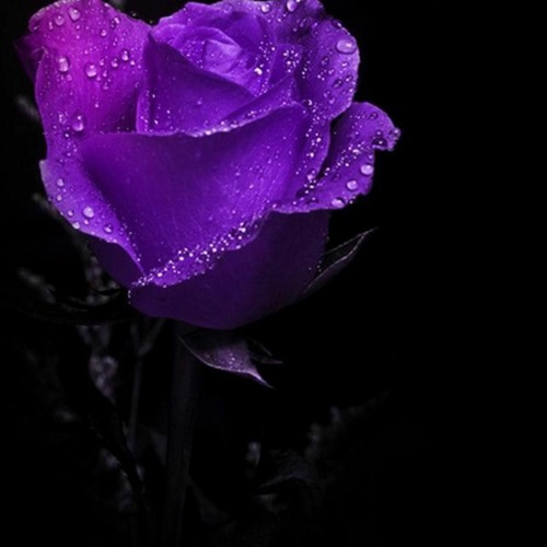 Stream Purple Rose by buckets | Listen online for free on SoundCloud