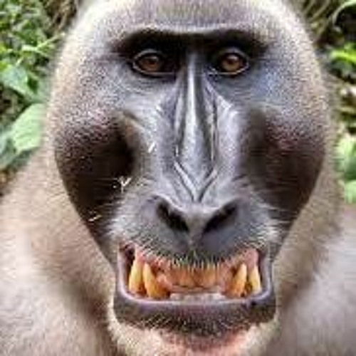 Stream goofy monkey ahhh by Lil MonkeyHead | Listen online for free on ...