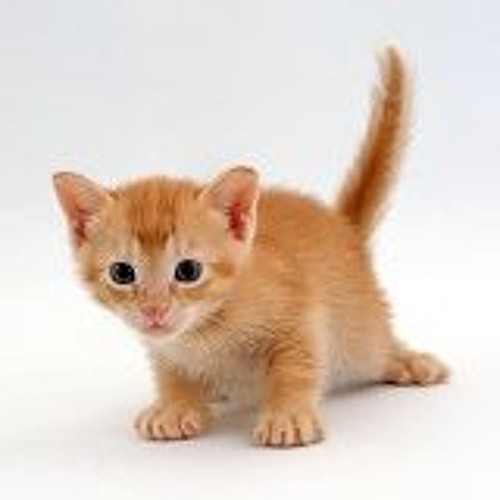 Stream NO SE SI TU Y YO MINTIX DEMO by Le Petit Vito | Listen online ...