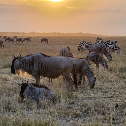 Stream Tribal Acid by Scott Sutter | Listen online for free on SoundCloud