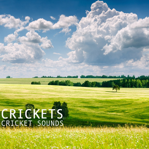 Stream Crickets and Ocean Waves (Beach Waves and Crickets Sounds of ...