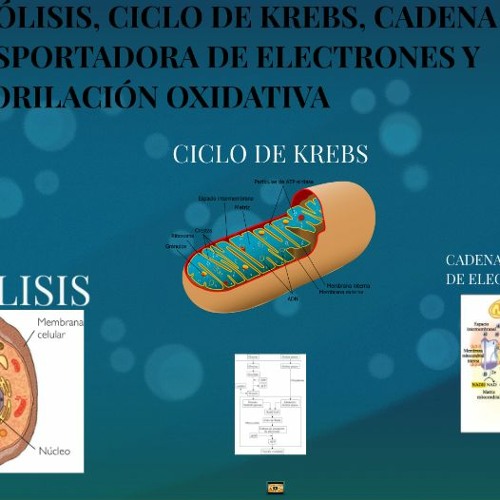 Stream Ciclo De Krebs Fosforilación Oxidativa Y Cadena De Transporte 4587