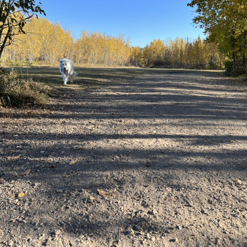 Stream Into My Arms-Nick Cave & the Bad Seeds Acoustic Cover.mp3 by ...