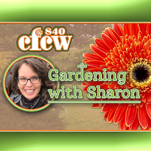 Listen to Gardening with Sharon - June 11 - Picking Peonies by Stingray ...