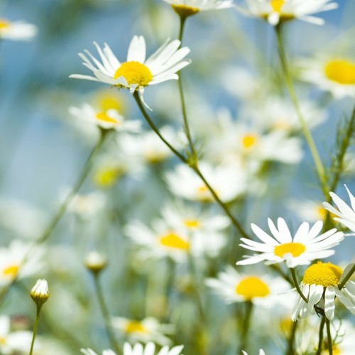 Stream Podcast De La Manzanilla - Ariana D'Angelo by Ariana D’Angelo ...