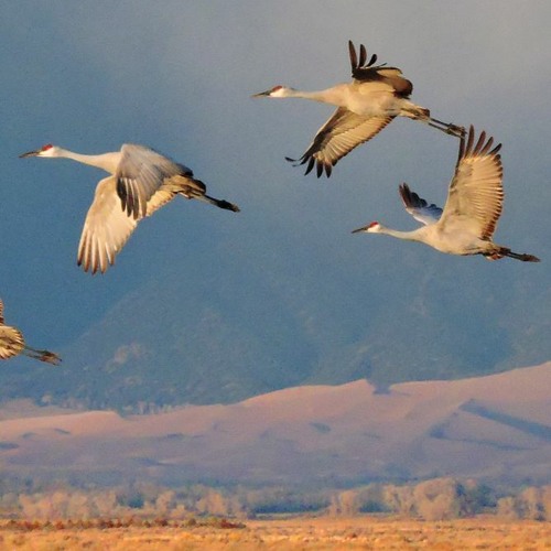 Stream episode Birds On The Move This Spring With Al Batt 04182023 by ...