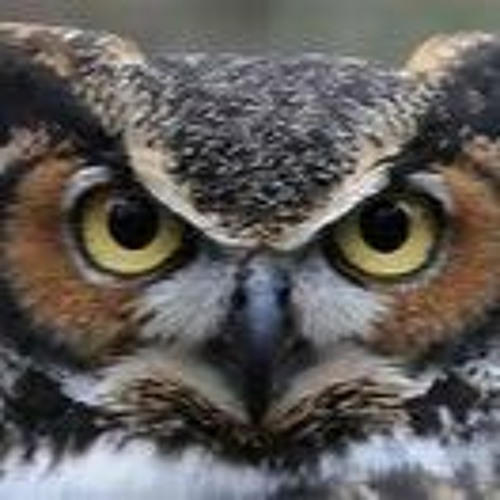 Stream Owl Scowl by Bird Beats | Listen online for free on SoundCloud