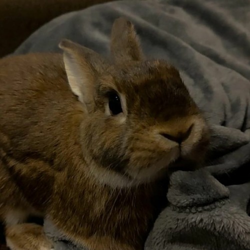 Stream Conejo Gordo Typebeat by Almudena Flores | Listen online for ...