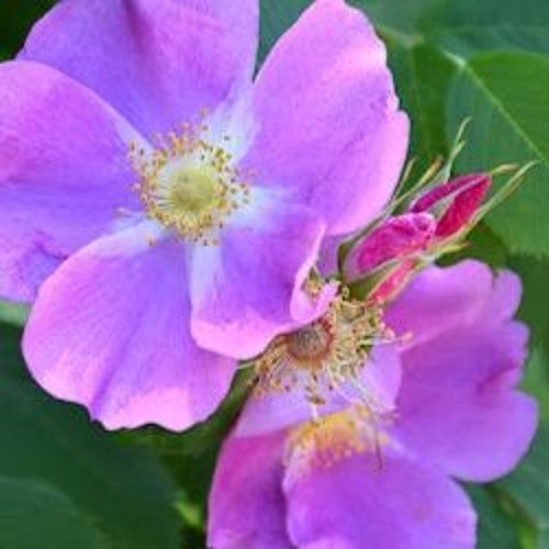 Stream Rose and Thorns by Christopher Kinman | Listen online for free ...